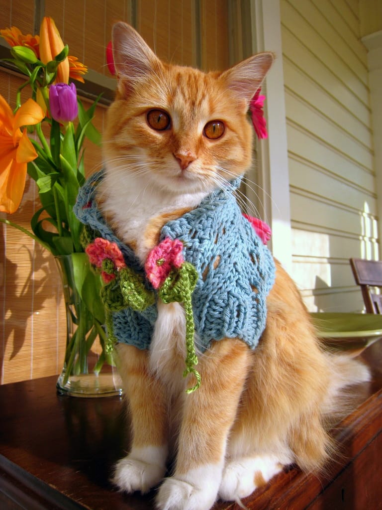See This Cat in a Shrug? It's Paws-itively Brilliant ... - KnitHacker ...