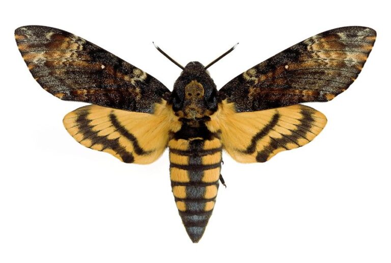Knitted Death’s Head Hawk Moth By Max Alexander ... It's Stunning ...