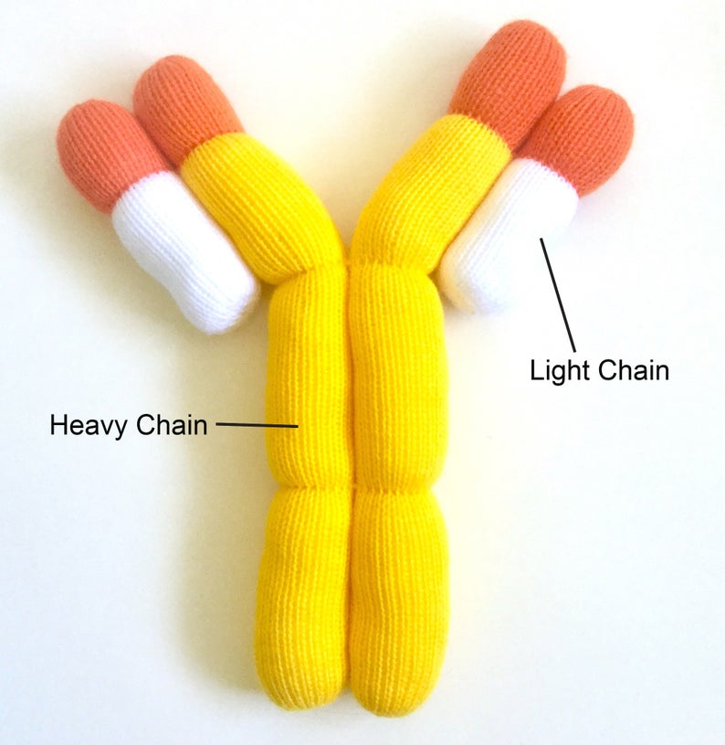 Knit Your Own Giant Antibodies (lgE and IgG), Patterns By Dawn Finney ...