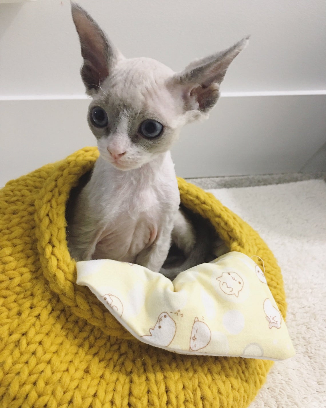 Knit a Knifty Kitten Cocoon For Your Itty Bitty Kitty! | KnitHacker